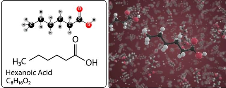 Vizag Chemical: The Vanguard of Hexanoic Acid in the Chemical Frontier | Vizag Chemicals